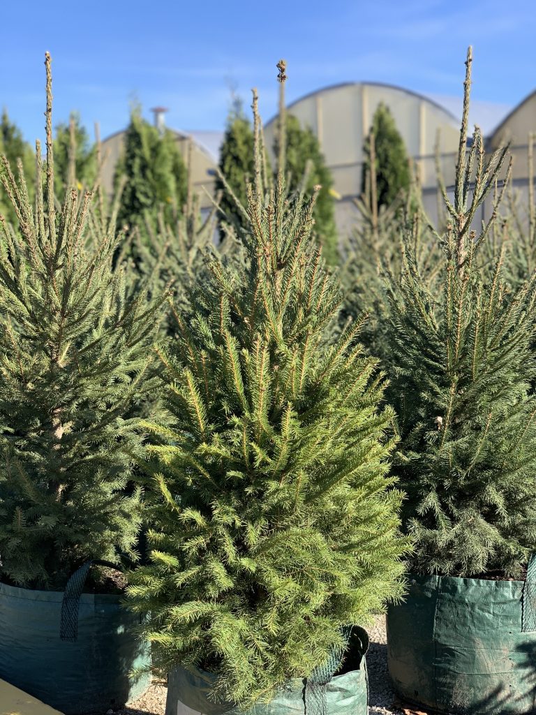 Living Christmas Trees | Dammann's Garden Center & Greenhouse