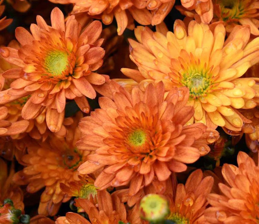 Events | Dammann's Garden Center & Greenhouse