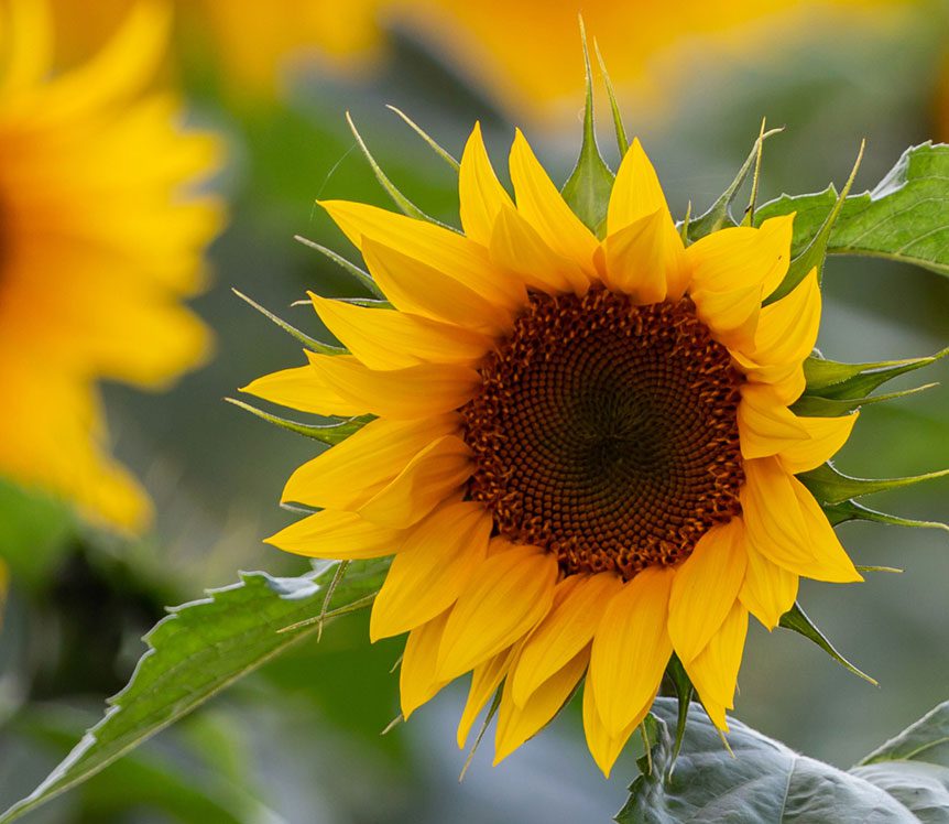 fall-ban-new-862-3 | Dammann's Garden Center & Greenhouse