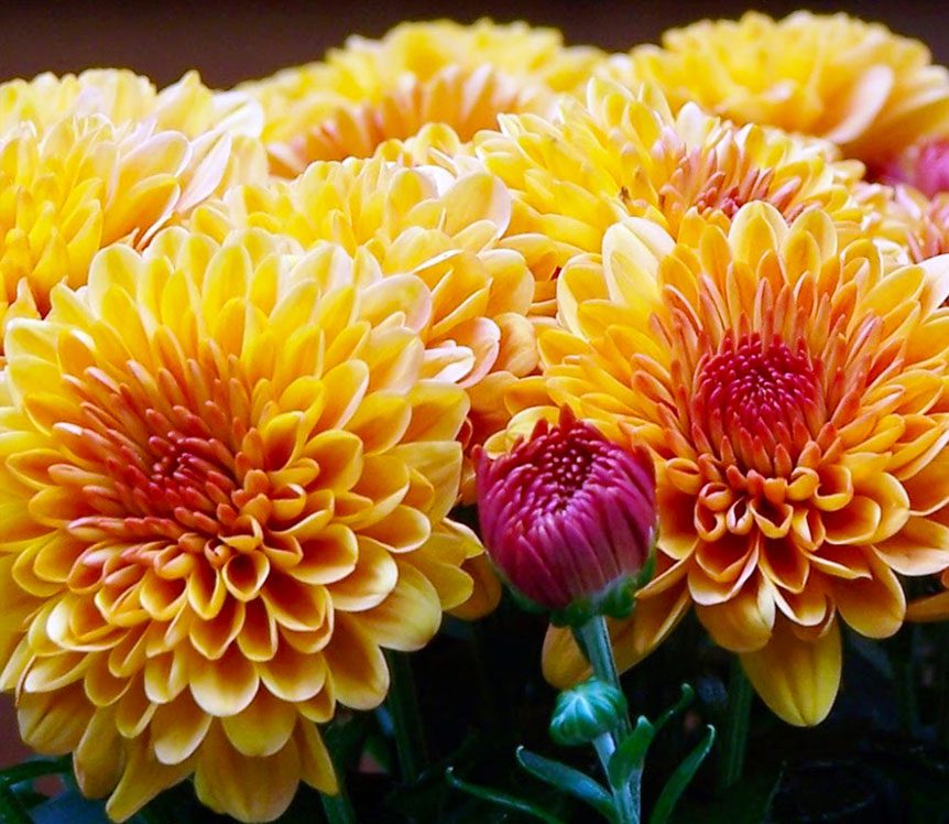 fall-ban-new-862-5 | Dammann's Garden Center & Greenhouse