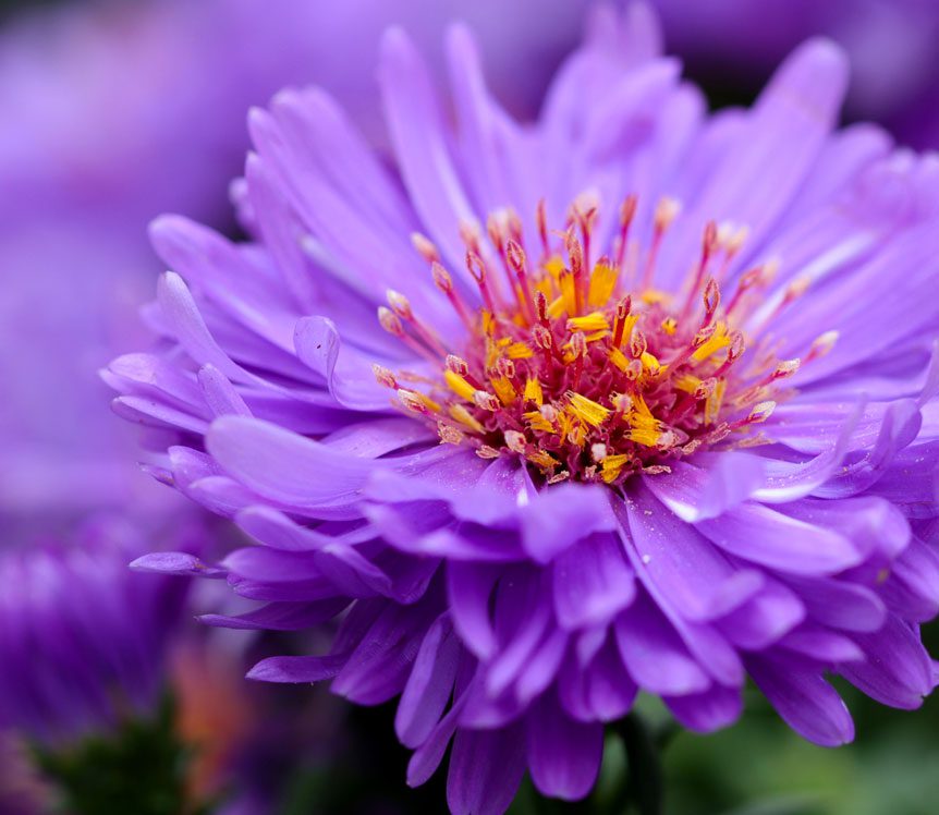 fall-ban-new-862-6 | Dammann's Garden Center & Greenhouse