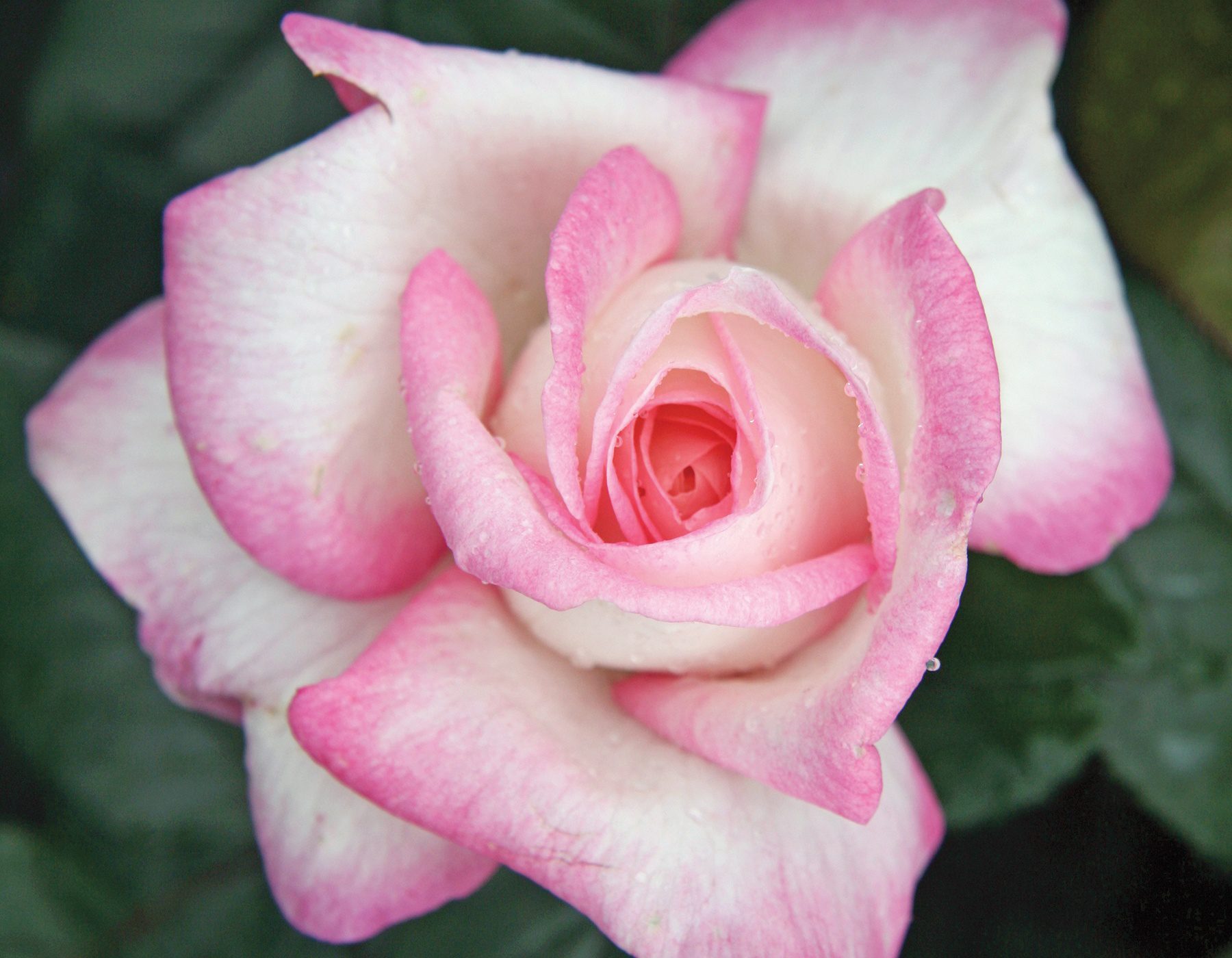 Rose List | Dammann's Garden Center & Greenhouse