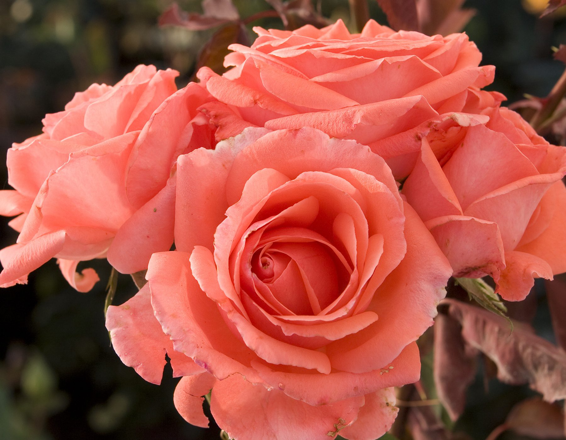 Rose List | Dammann's Garden Center & Greenhouse