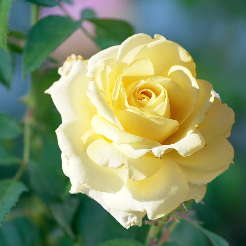 Rose List | Dammann's Garden Center & Greenhouse