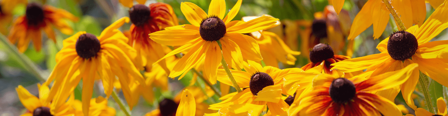 Dammann's Garden Center & Greenhouse