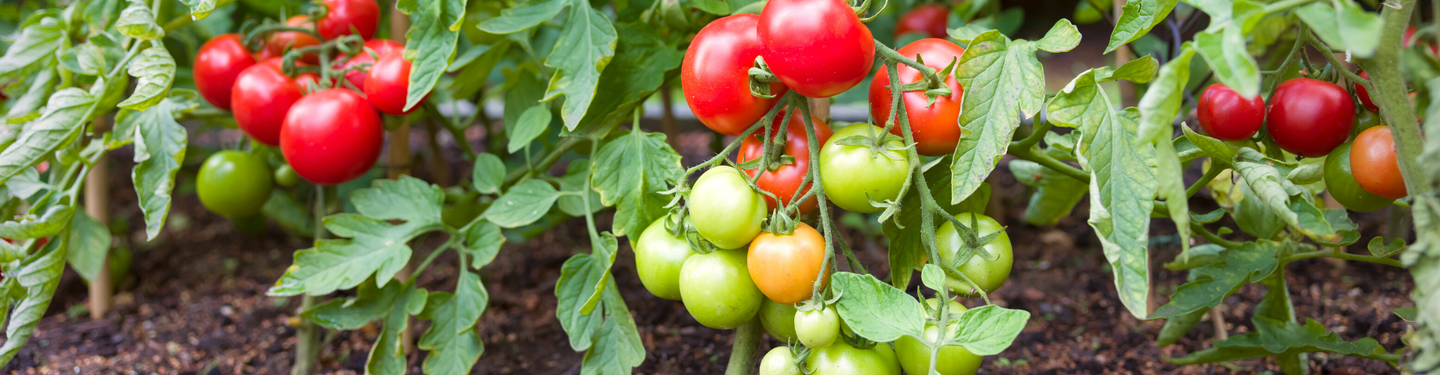 Dammann's Garden Center & Greenhouse