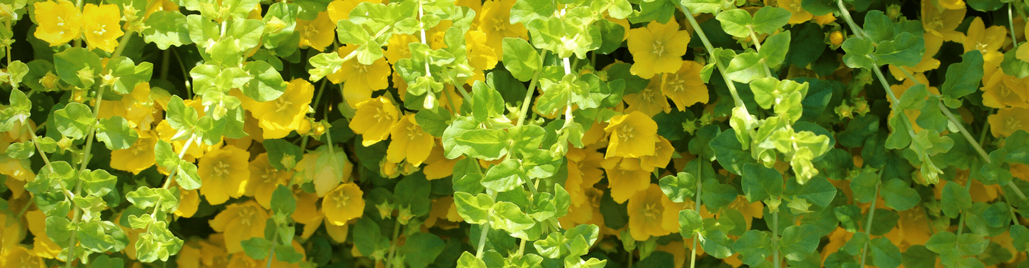 Dammann's Garden Center & Greenhouse