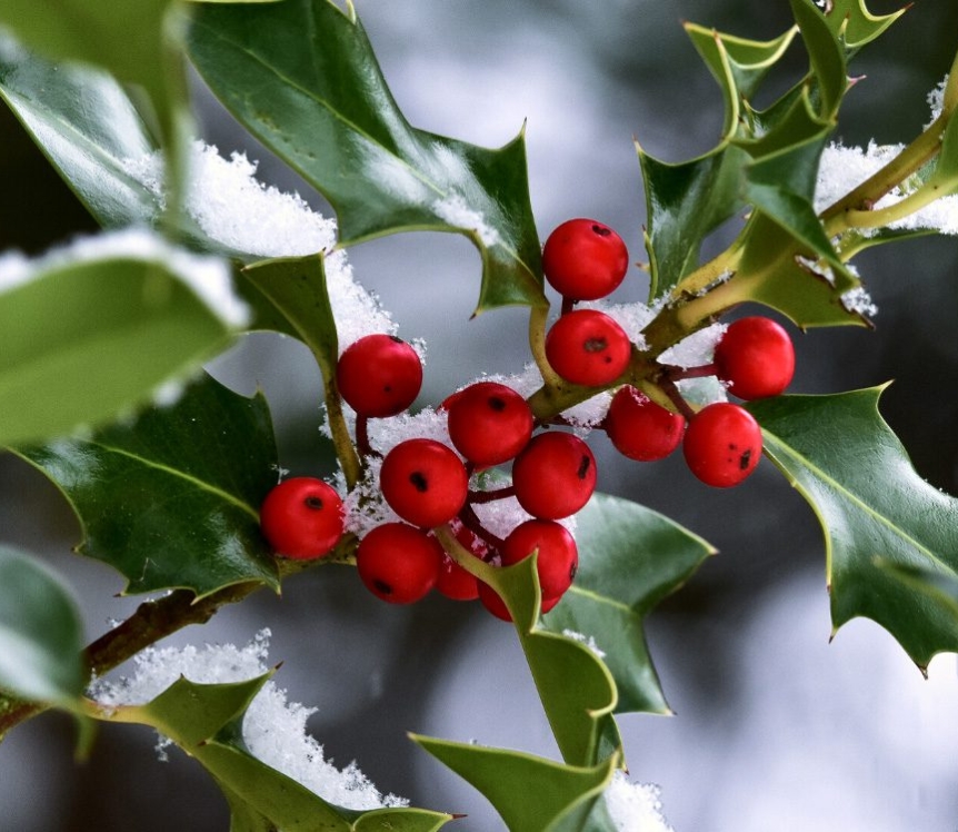 Dammann's Garden Center & Greenhouse