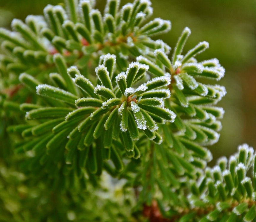 Dammann's Garden Center & Greenhouse