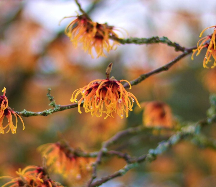 Dammann's Garden Center & Greenhouse