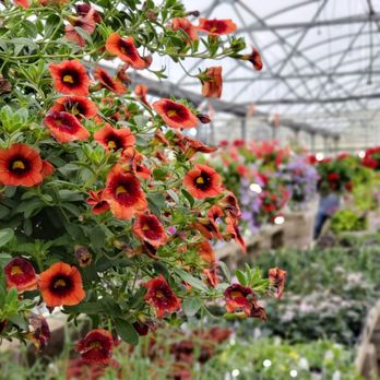 Events | Dammann's Garden Center & Greenhouse