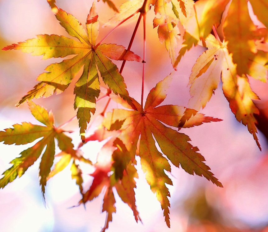 Dammann's Garden Center & Greenhouse