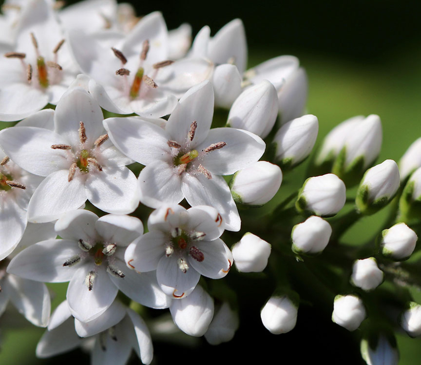 Dammann’s Garden Center & Greenhouse