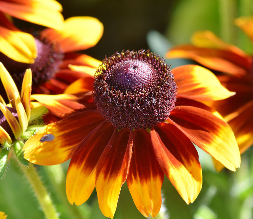 Dammann’s Garden Center & Greenhouse