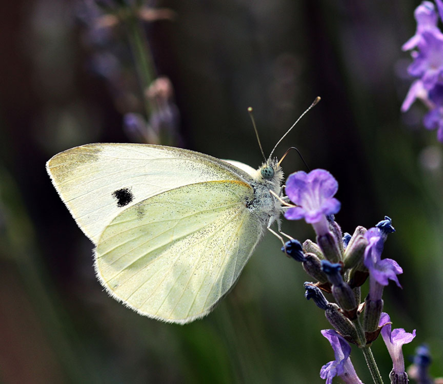 Dammann’s Garden Center & Greenhouse